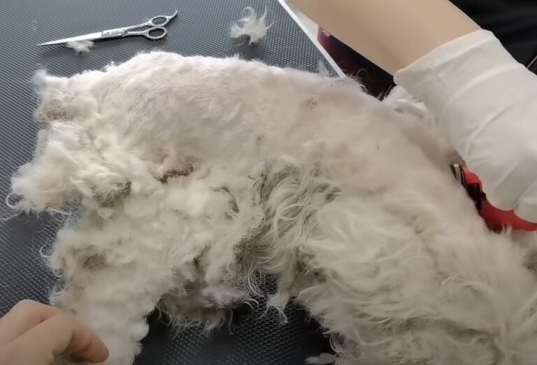Rescue dog is severely matted until groomer takes action and uncovers ...