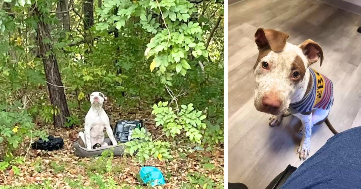 Puppy left in woods with belongings sits ‘perfectly still’ and waits ...