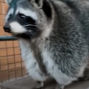 Severely overweight raccoons that look like a bear shed all their ...