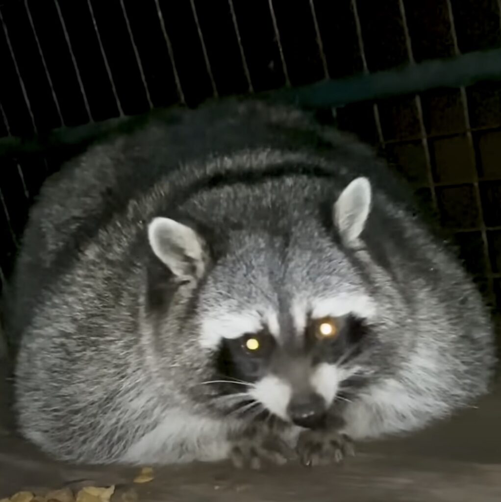 Severely overweight raccoons that look like a bear shed all their ...