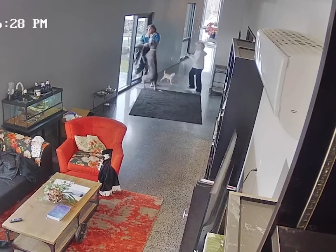 122 lb Great Dane faces off with home intruder upon hearing elderly ...