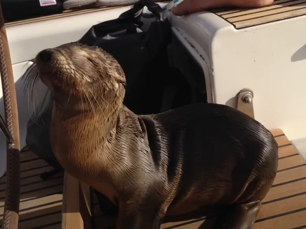Injured sea lion pleads with boaters for help