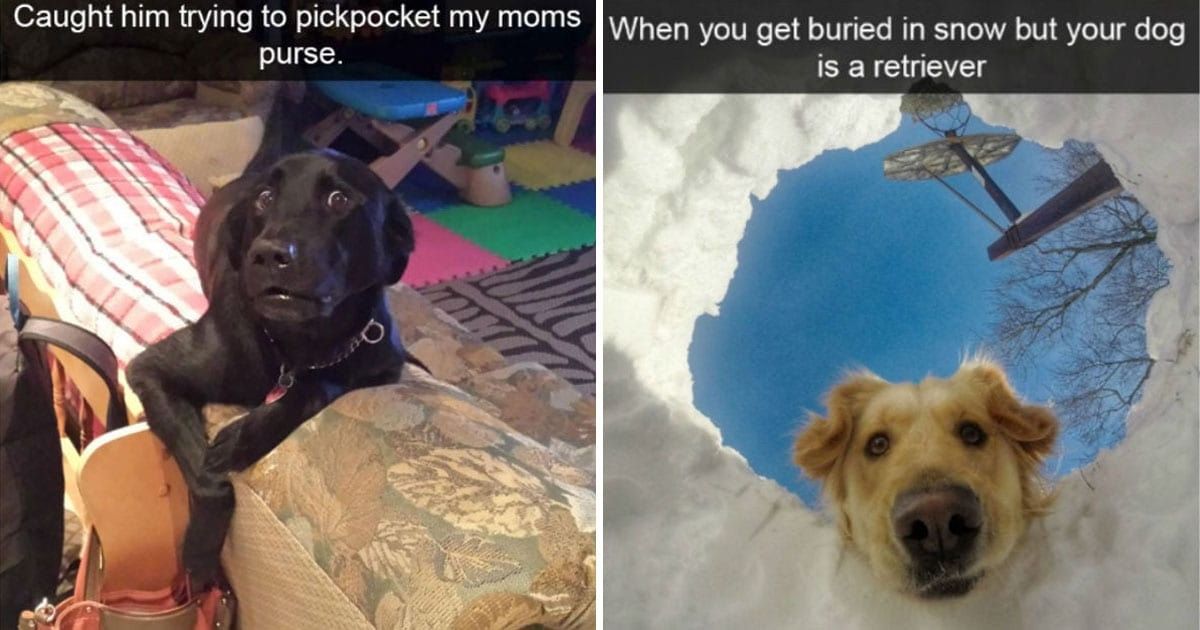 35+ Hysterical Dog Photos That Are Simply Impossible Not To Laugh At