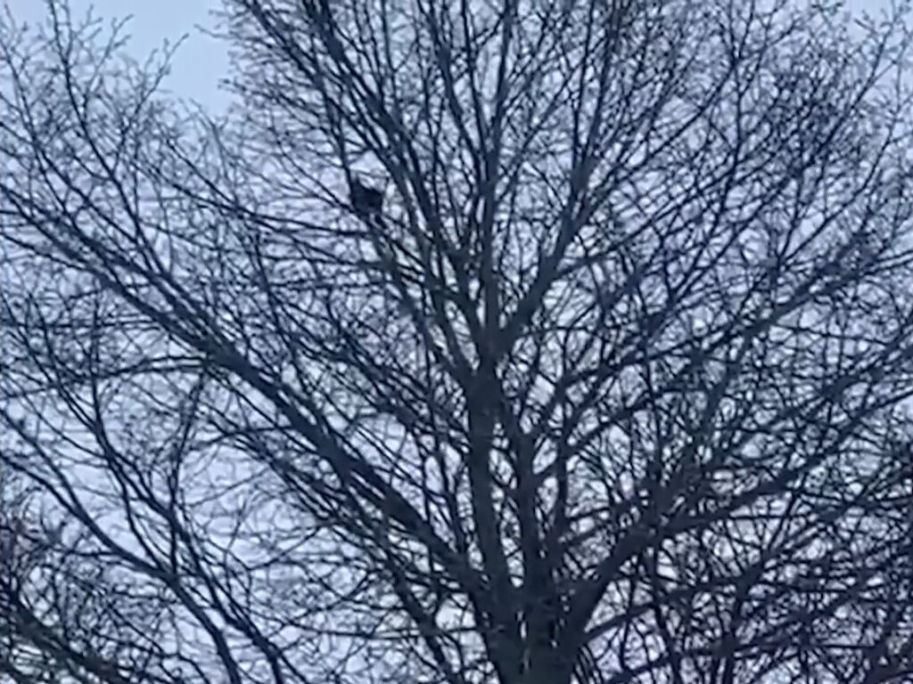 Bird gives police officers the runaround by “making siren sounds” like ...