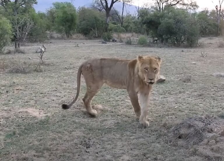 Injured Lion Is Being Stalked By Hyenas When Elephant Swoops In To
