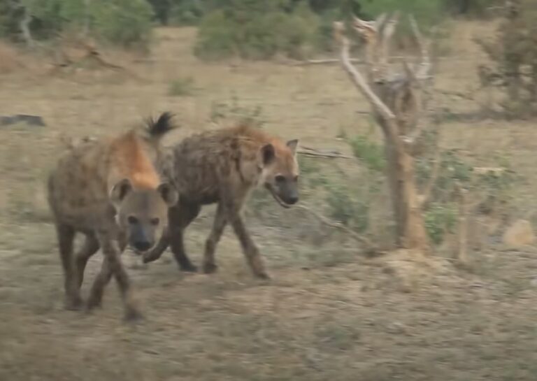Injured Lion Is Being Stalked By Hyenas When Elephant Swoops In To