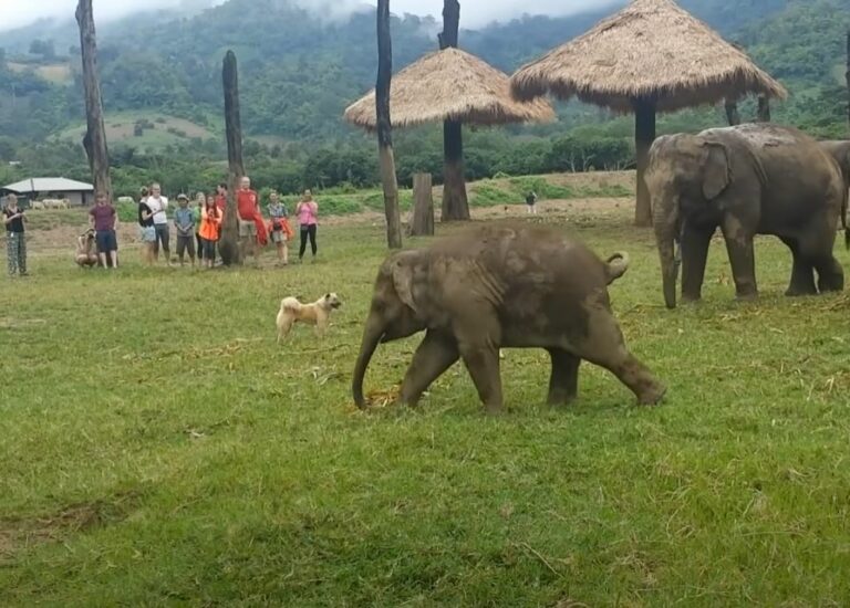 Baby elephant dishes out serious tantrum when dog starts messing with it