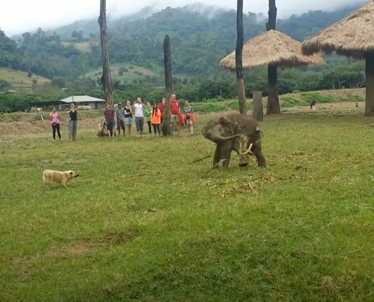Baby elephant dishes out serious tantrum when dog starts messing with it