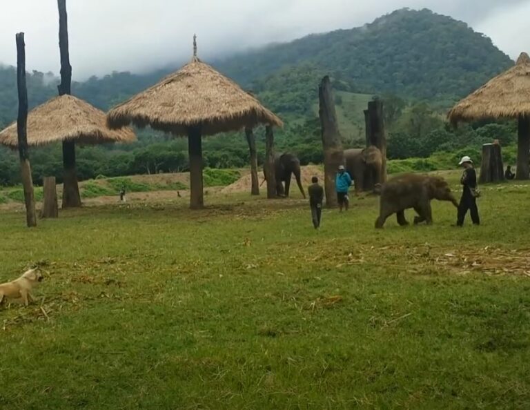 Baby elephant dishes out serious tantrum when dog starts messing with it