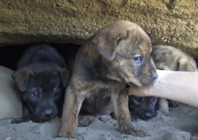 Rescuers hear high-pitches calls for help and then see puppies trapped ...