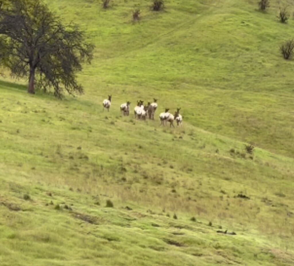 Man watching elk herd on open land spots pair of ears that aren’t like ...