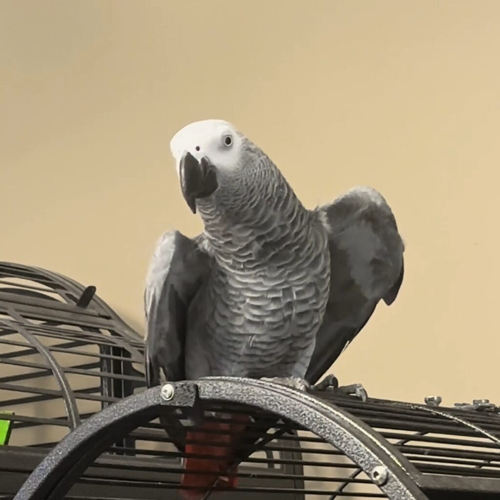 Woman tells African Grey parrot ‘bird jokes’ and he answers in ...