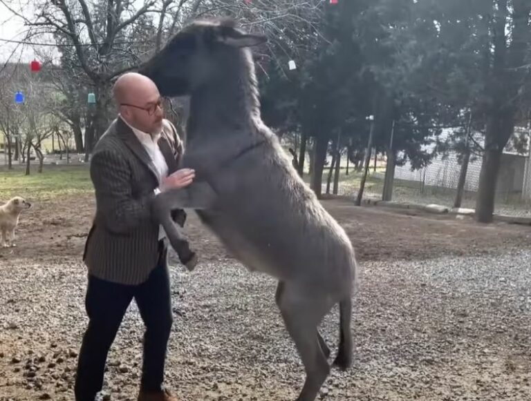 Scared orphaned donkey rescued from side of road melts hearts with ...