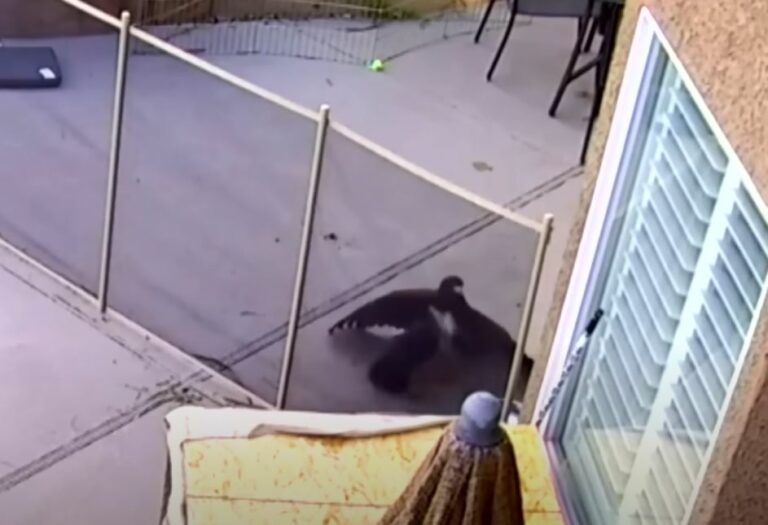 Teen goes nuts on a hawk that swoops down to snatch Yorkie puppy