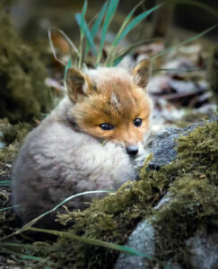 40 Baby Animals So Cute You’ll Want to Scream