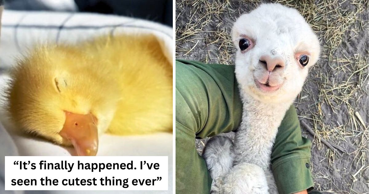 40 Baby Animals So Cute You’ll Want to Scream