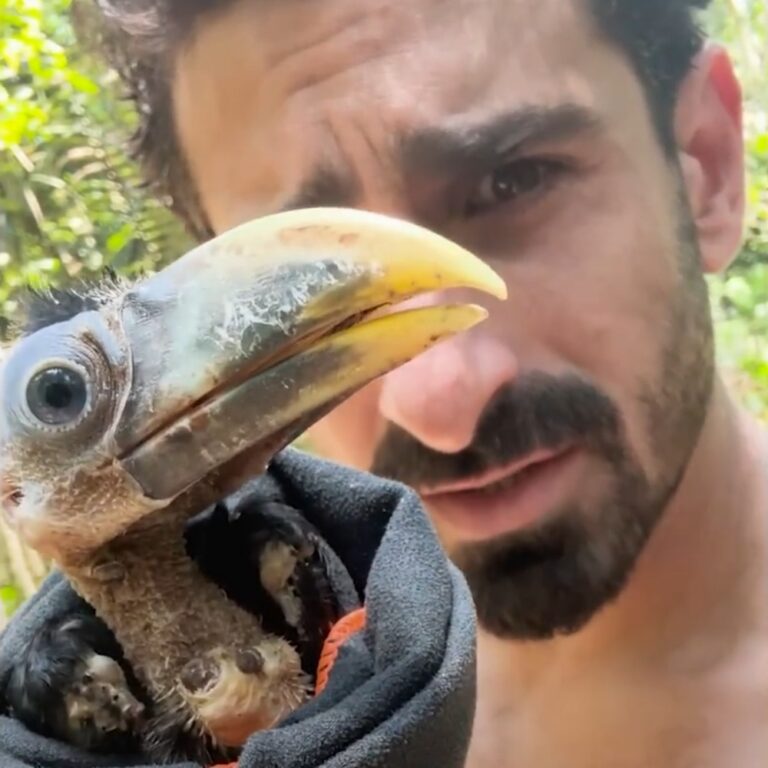 Bald toucan chick found on forest floor flies for the very first time