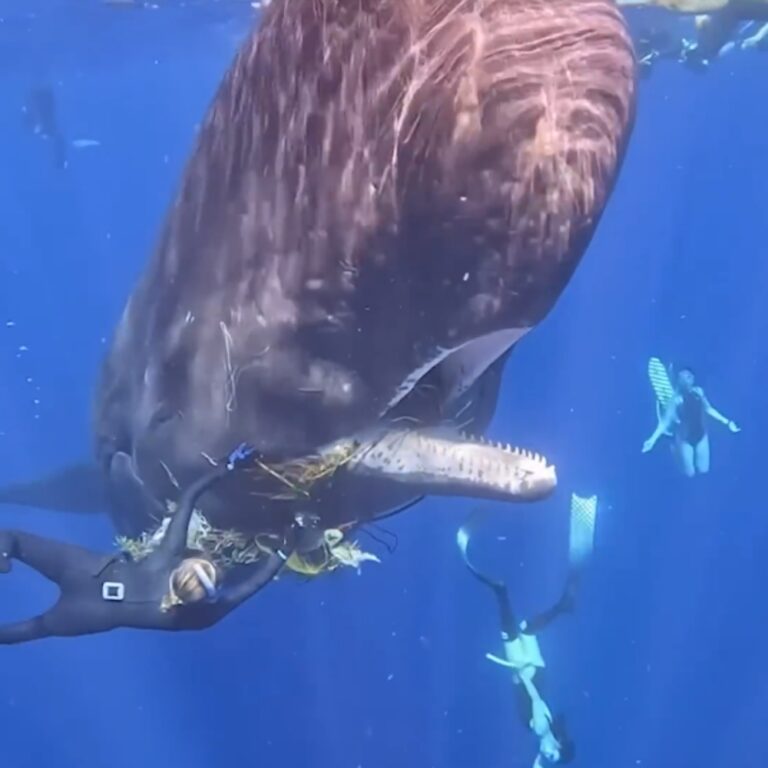 Fearless woman uses her bare hands to save starving whale