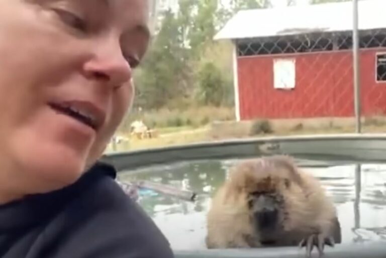 Rescued beaver starts living with humans and begins using stuffed ...