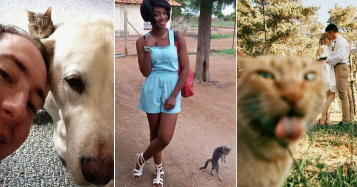 45 Cats Who Absolutely Nailed the Funniest Photobombs Ever