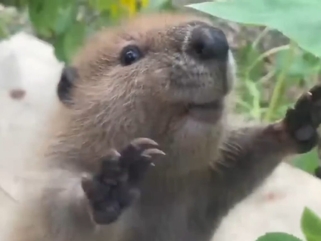 Adorable baby beaver starts chattering to rescuer and sounds just like ...