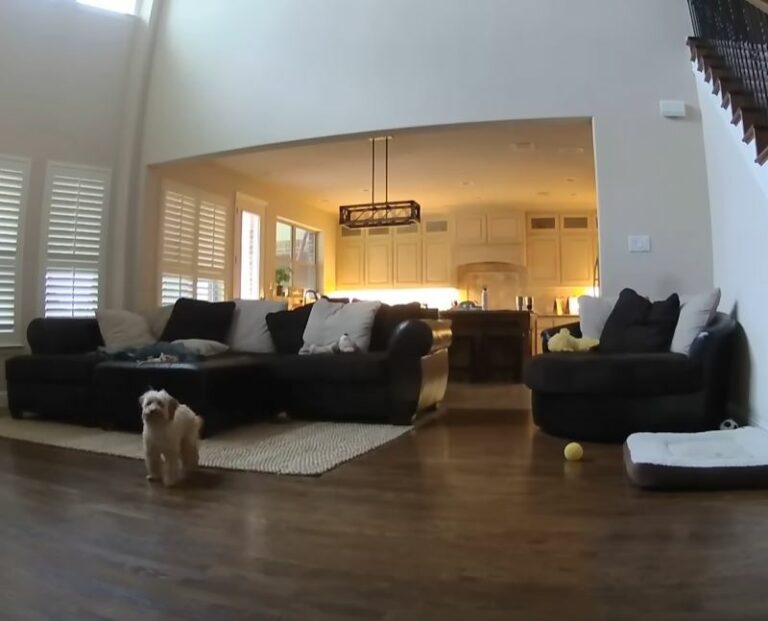 Mini Goldendoodle pup gives kisses to her dad through the security cam