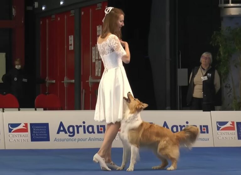 Border collie and girl blow the roof off of Dog Dancing World Championship