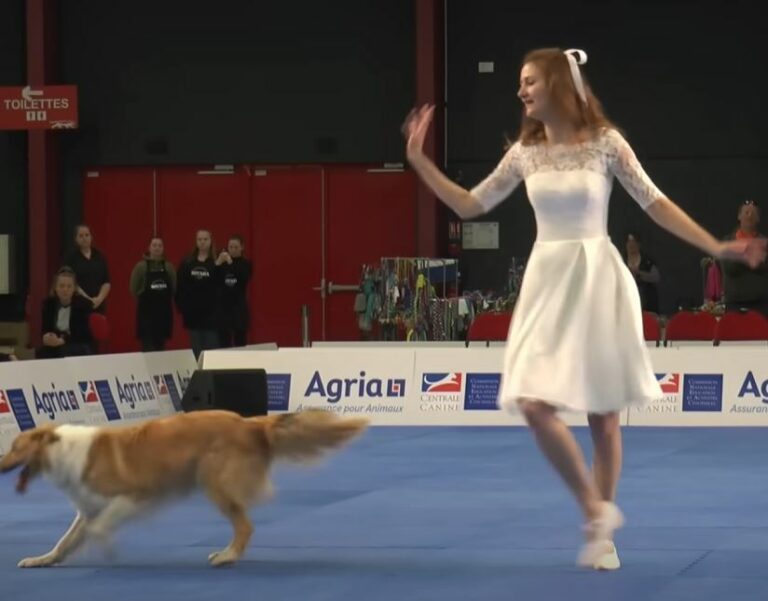 Border collie and girl blow the roof off of Dog Dancing World Championship