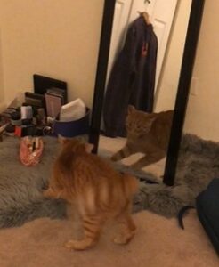 21 Idiot Cats That Will Have You Giggling