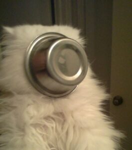 21 Idiot Cats That Will Have You Giggling