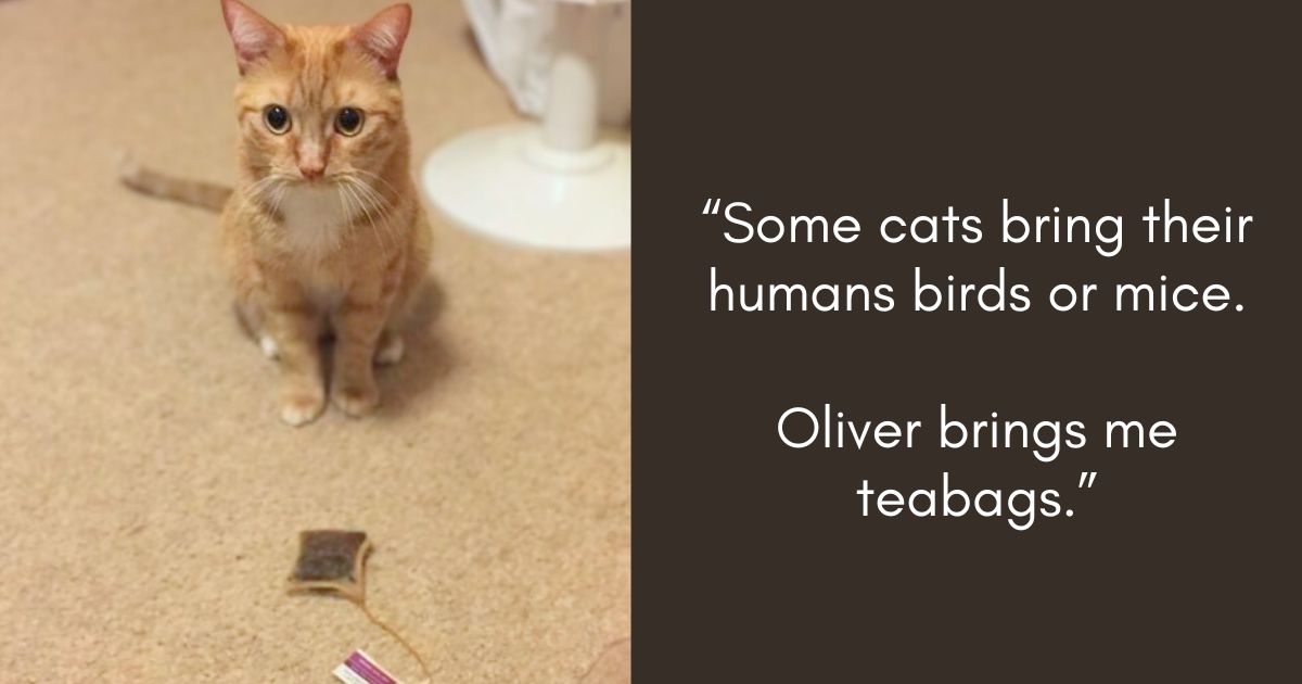21 Idiot Cats That Will Have You Giggling