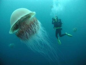20+ Photos That Show How Big (or Small) Things Really Are