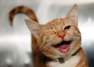 27 Animals Flashing The Biggest Smiles We Could Find