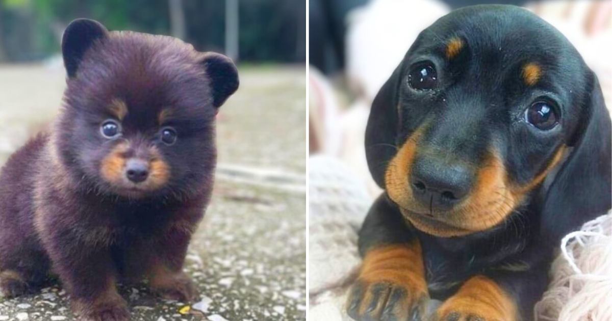 25+ Puppies So Heart Meltingly Cute They Don’t Even Look Real