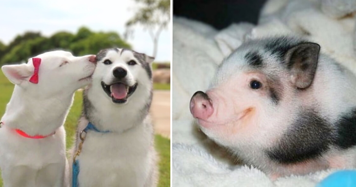 27 Animals Flashing The Biggest Smiles We Could Find