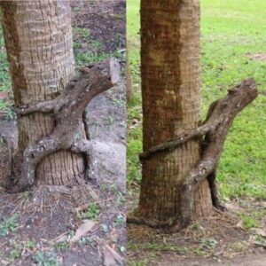 30 Creepy Trees That Will Cause a Serious Double Take