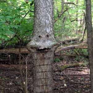30 Creepy Trees That Will Cause a Serious Double Take