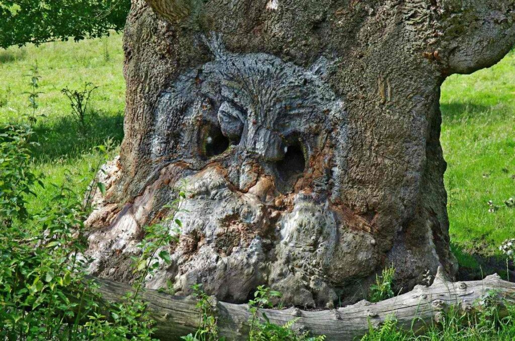 30 Creepy Trees That Will Cause a Serious Double Take
