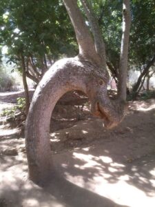30 Creepy Trees That Will Cause a Serious Double Take