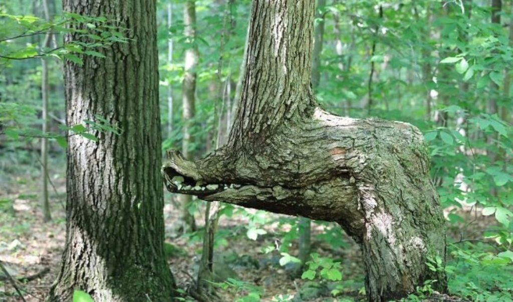 30 Creepy Trees That Will Cause a Serious Double Take