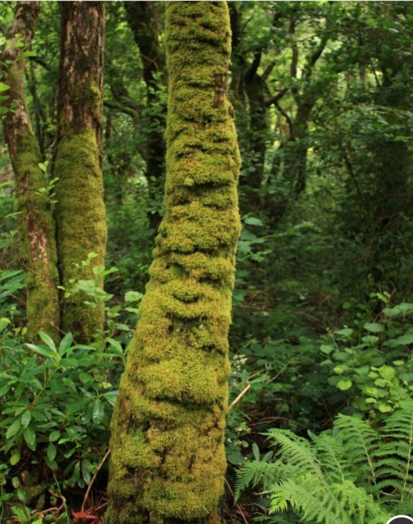 30 Creepy Trees That Will Cause a Serious Double Take