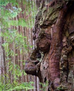 30 Creepy Trees That Will Cause a Serious Double Take