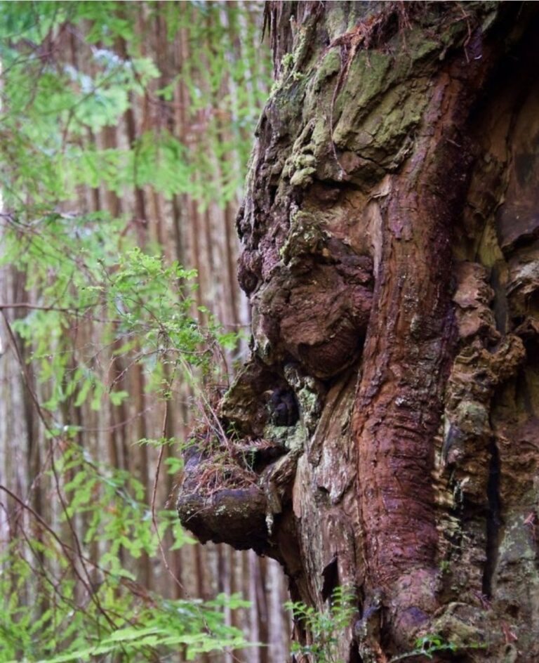 30 Creepy Trees That Will Cause a Serious Double Take